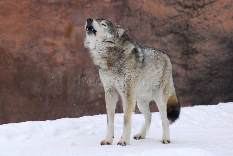 A Howling Song Grey Wolf in the Winter Stock Photo - Image of beast ...