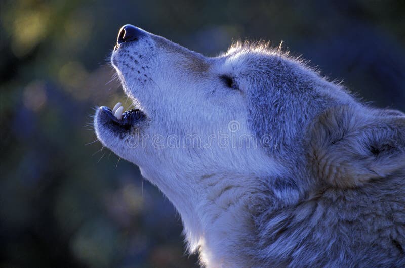 Howling Timberwolf stock image. Image of eyes, animals - 49069889