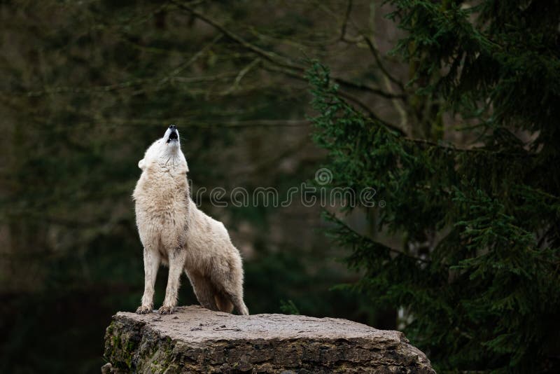 Wild wolf howling stock photo. Image of furry, nature - 21733014