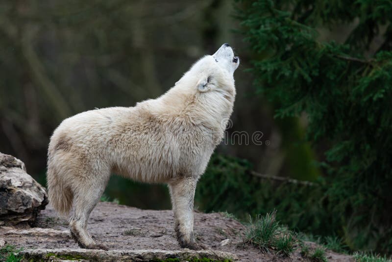 Howling White Wolf in the Dark Stock Image - Image of head, howling ...