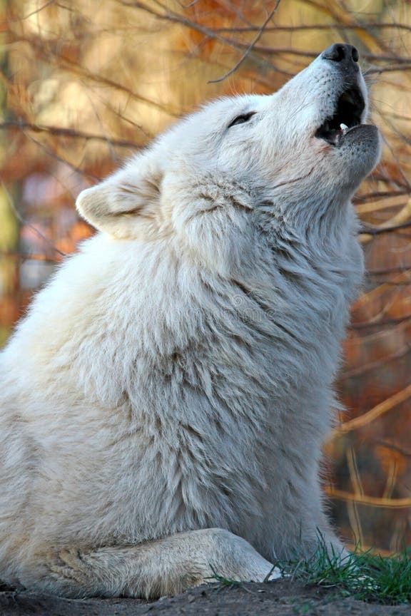 1,624 Wolf Howling White Background Stock Photos - Free & Royalty-Free ...