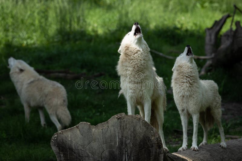 Howling White Wolf in the Dark Stock Image - Image of head, howling ...