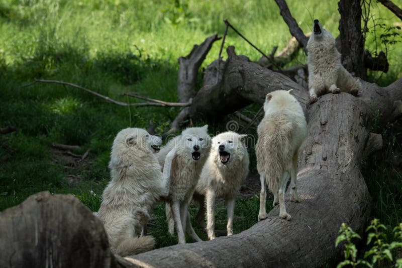 Howling White Wolf in the Dark Stock Image - Image of head, howling ...