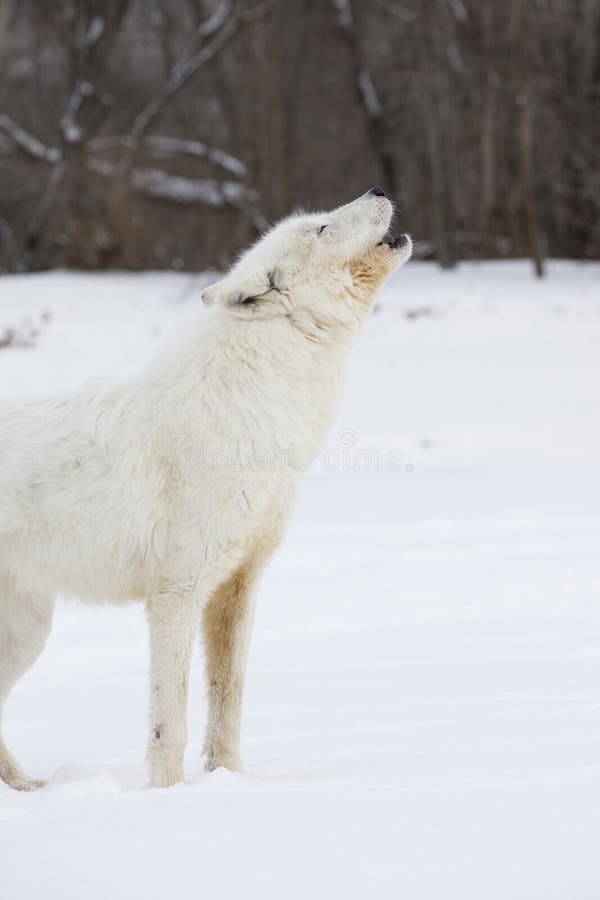 Wind Wolves Preserve Hiking Trail Stock Image - Image of biking, wind ...