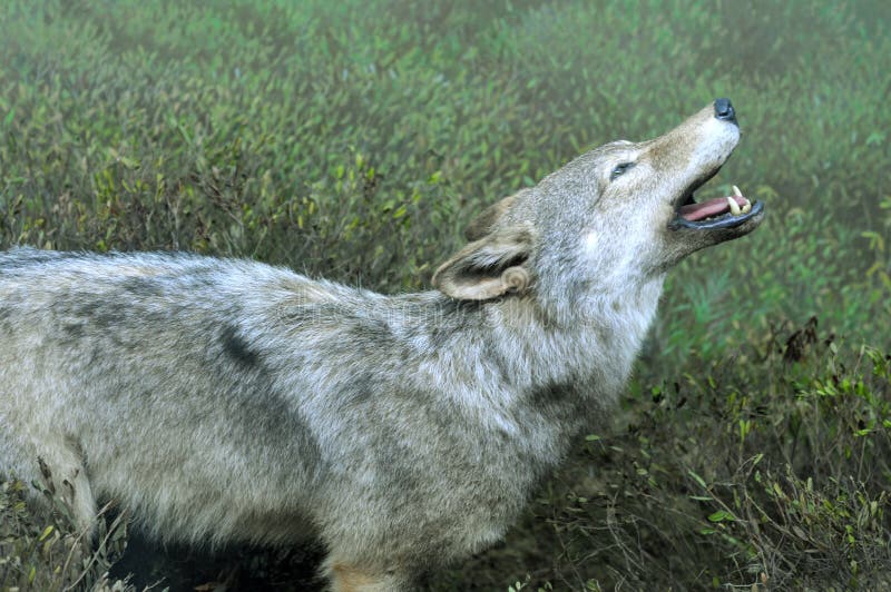 Howling Wolf stock image. Image of meadow, howl, lupus - 11235343