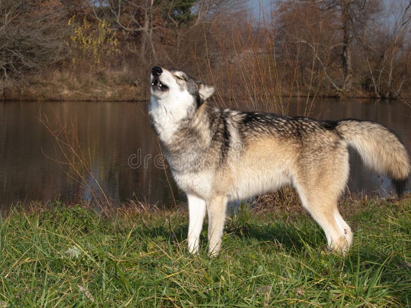 Howling wolf stock image. Image of fauna, grey, wolf - 11911065