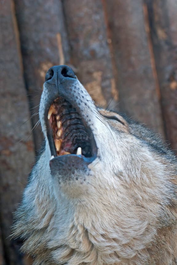 Howling wolf stock photo. Image of wolf, closeup, grief - 20559410