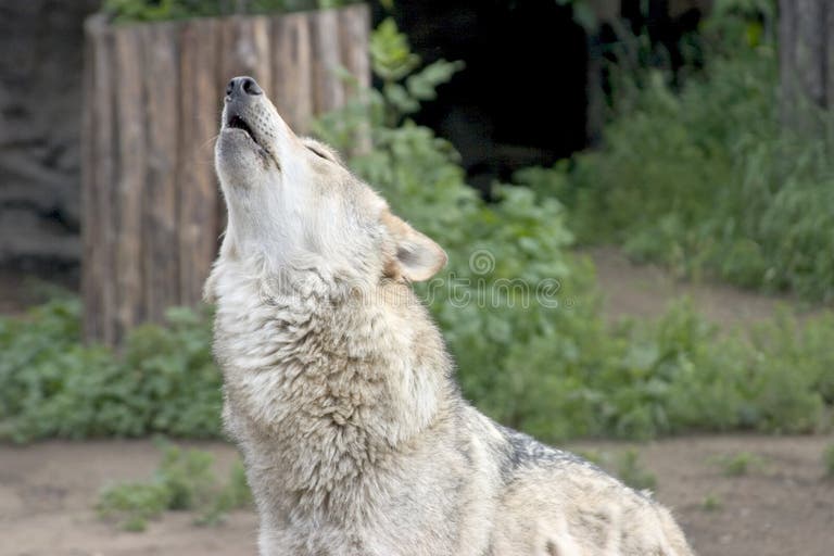 Howling wolf stock photo. Image of grey, tail, look, plunderer - 2689990