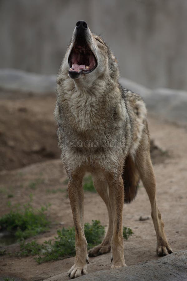 The howling wolf stock image. Image of wolf, wildlife - 4219091