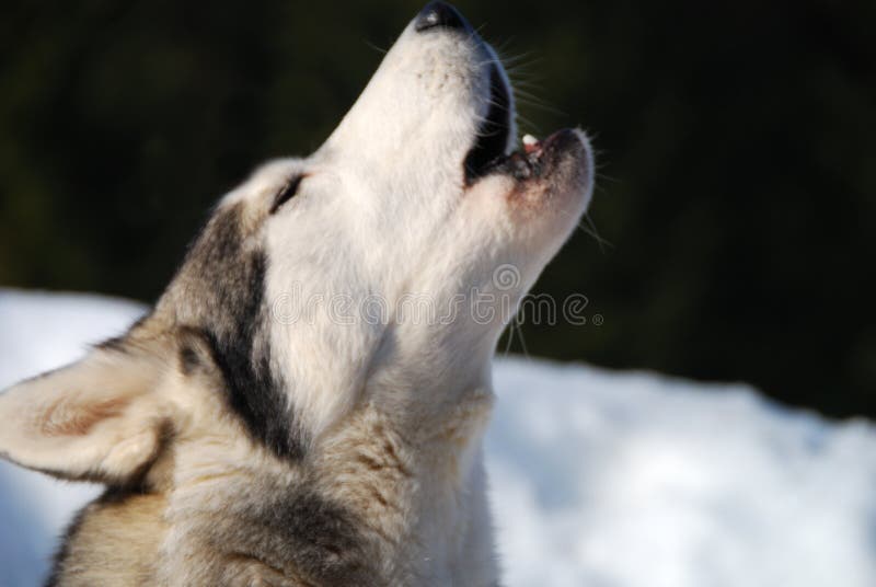 Howling Wolf stock image. Image of carnivore, howling - 5213461
