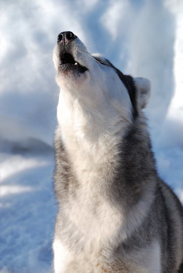 Howling Wolf stock image. Image of animal, carnivore, alone - 5213681