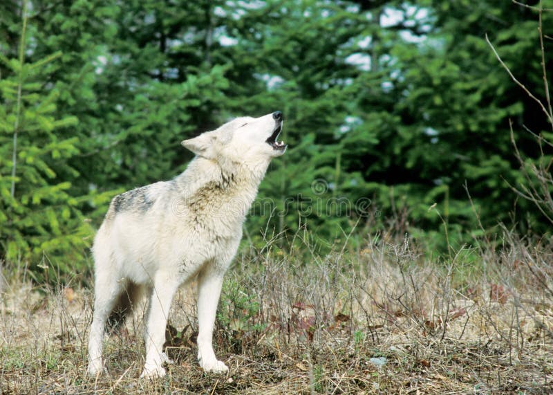 Howling wolf stock photo. Image of wild, howl, white, mountain - 1976330