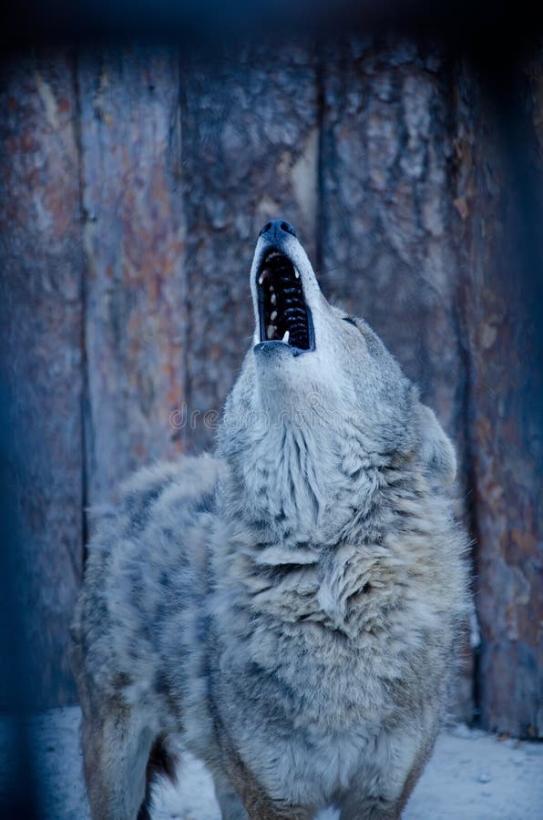 12+ Sad wolf Free Stock Photos - StockFreeImages