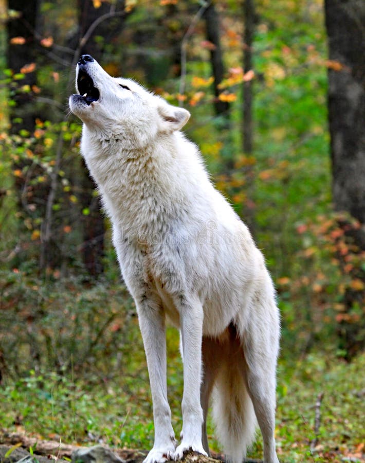 2,708 White Wolf Pack Stock Photos - Free & Royalty-Free Stock Photos ...