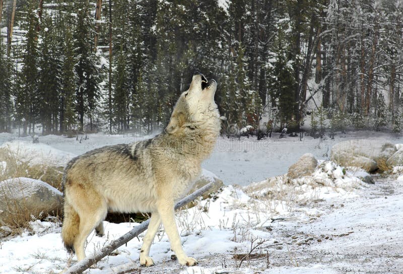 Grey Wolf Howling In Snow