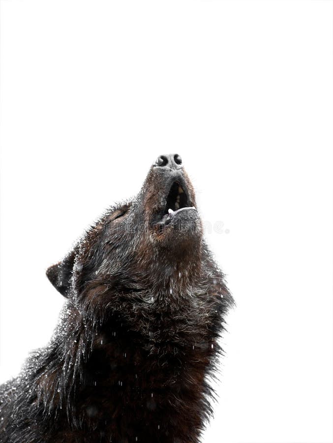 490 Black Wolf Howling Face Stock Photos - Free & Royalty-Free Stock ...