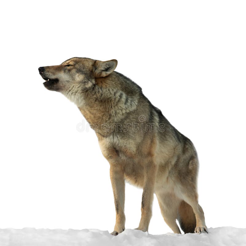 502 Howling Wolf Isolated White Stock Photos - Free & Royalty-Free ...