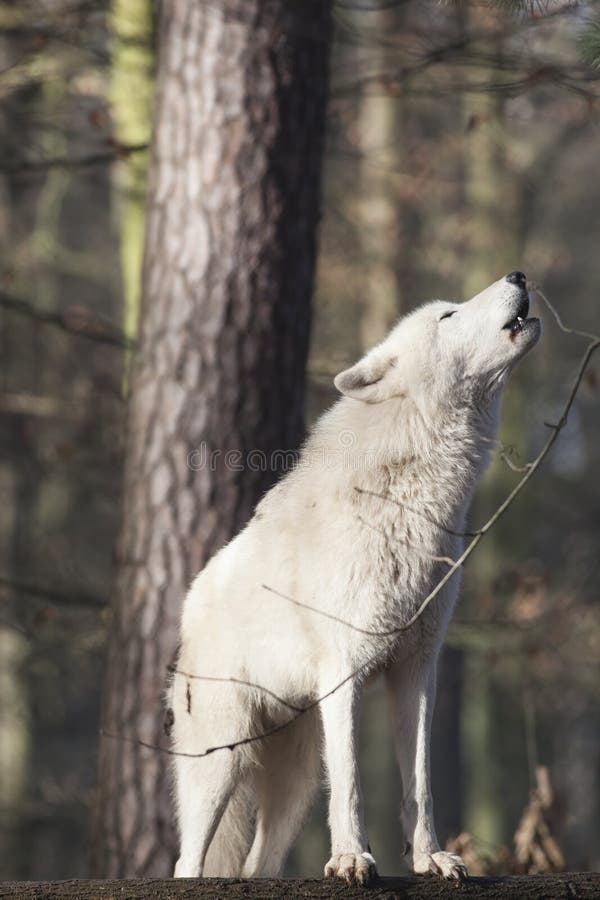 Howling wolf stock photo. Image of dangerous, landscape - 50773956