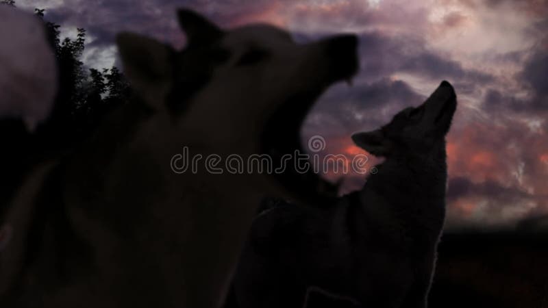 Video Footage with a Pack of Howling Wolves on the Background of a ...
