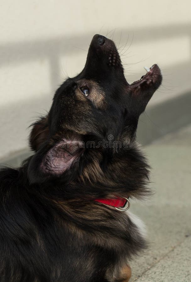 Howlingdog Stock Photos - Free & Royalty-Free Stock Photos from Dreamstime