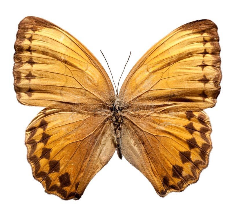 Howqua Butterfly stock image. Image of wing, isolated - 97988265