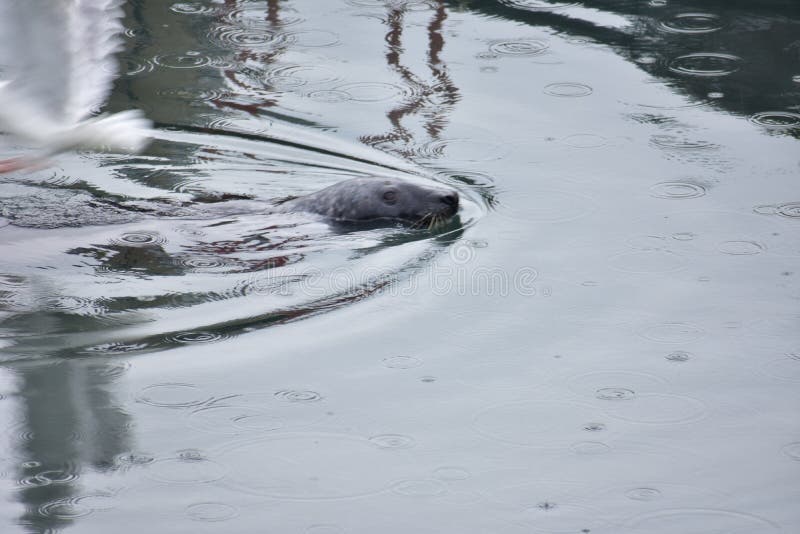 Howth Seal Stock Photos - Free & Royalty-Free Stock Photos from Dreamstime
