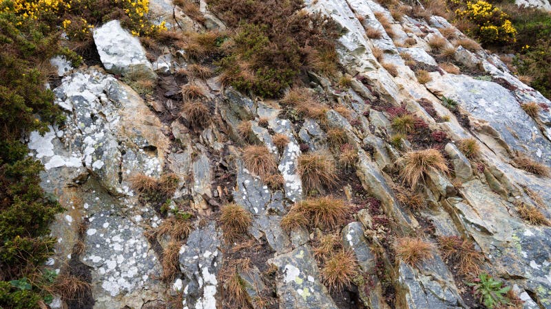 Howth rock moss stock photo. Image of branch, autumn - 260111168