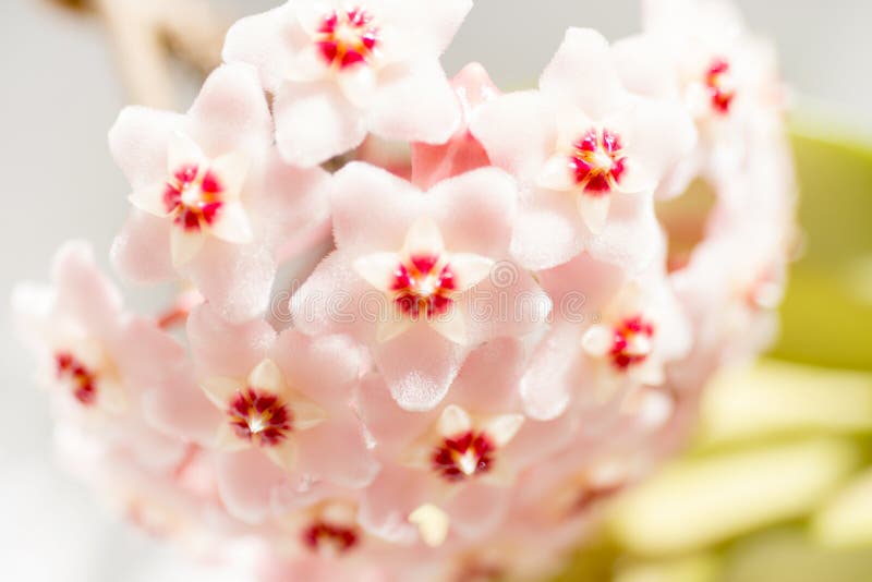 Hoya Carnosa Rosa Ou Flor De Cera Imagem de Stock - Imagem de textura ... Hoya Carnosa Rosa Ou Flor De Cera Imagem de Stock - Imagem de textura ...