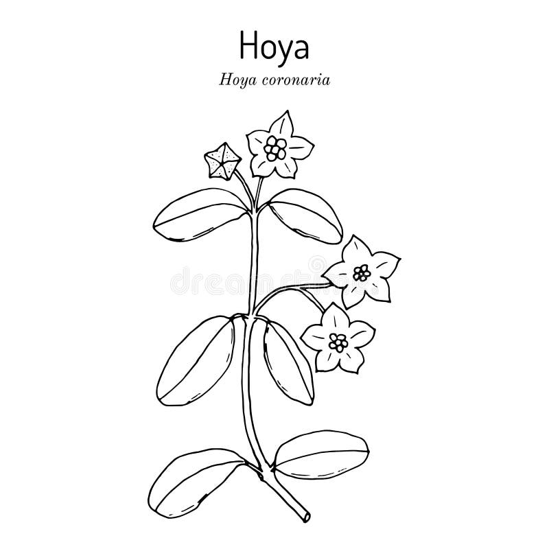 Hoya Coronaria, Medicinal Plant Stock Vector - Illustration of remedy ...