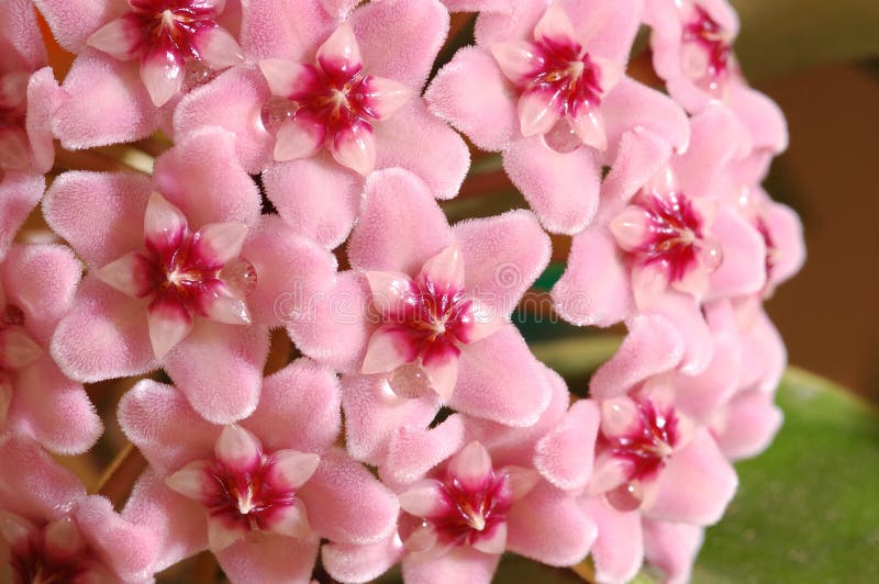 Hoya flower stock image. Image of nectar, vine, umbellate - 14889157