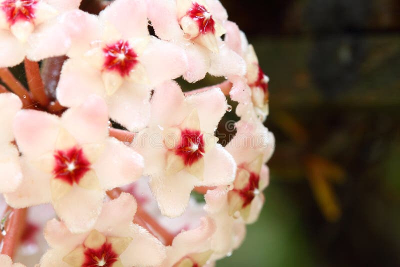 Umbellate Cluster Stock Photos - Free & Royalty-Free Stock Photos from ...