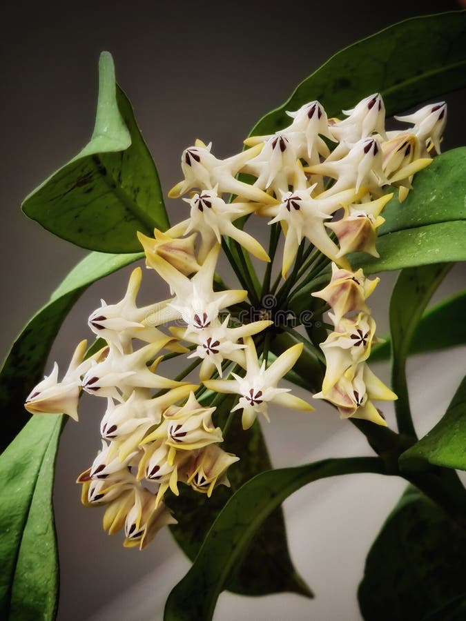 Hoya Javanica Flower Bloom stock photo. Image of javanica - 264695308