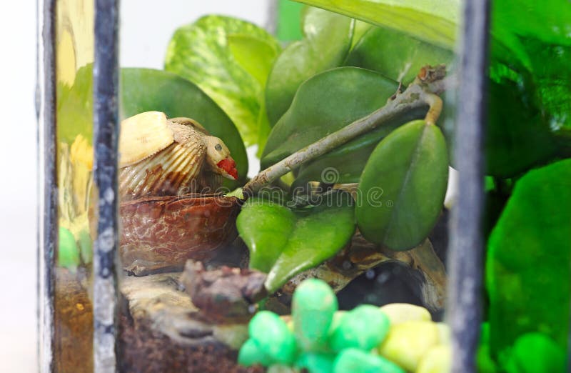 Hoya Plant in the Terrarium Stock Photo - Image of exotic, petal: 208306820