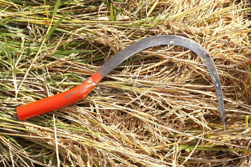 Hoz Del Mantiene De La Mano Sobre Campo De Trigo. Foto de archivo ...