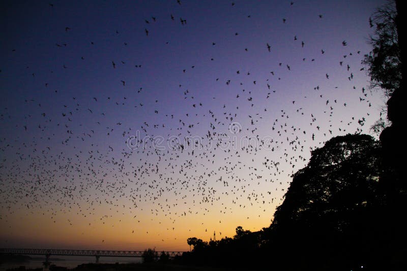 Countless Bats Swarming Out in the Evening Dusk Stock Photo - Image of ...