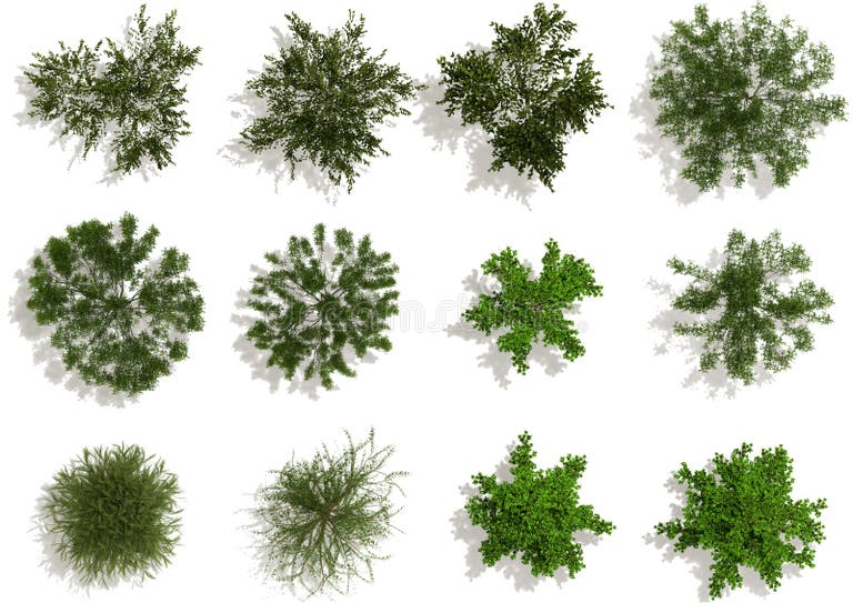 Trees Plan View Realistic Stock Illustrations – 102 Trees Plan View ...