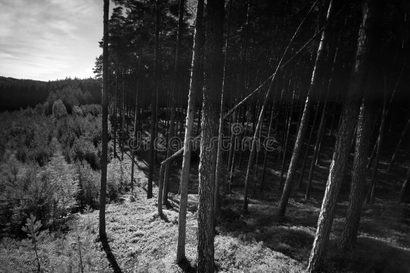Hradcany, Czechia - August 07, 2022: Forest at Summer - Texture 400 ASA ...