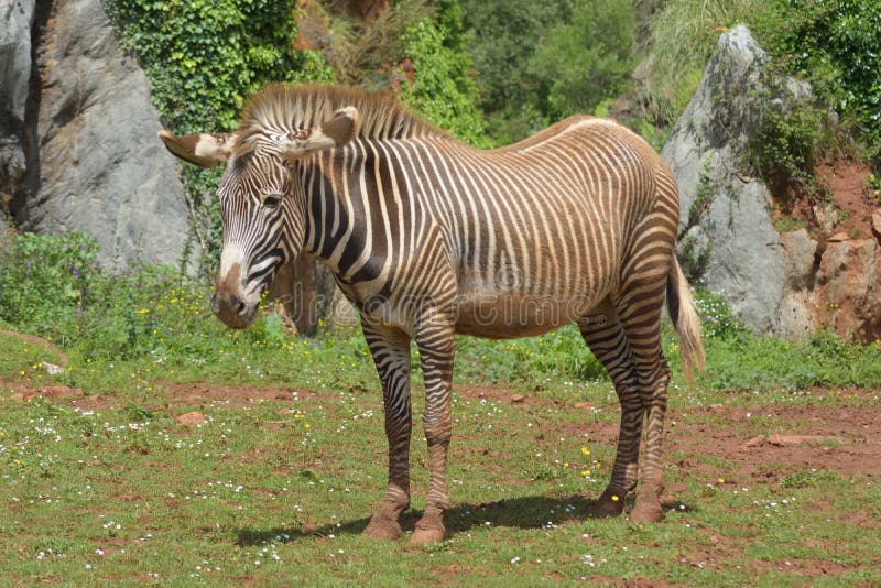 GrÃ©vy`s Zebra with Mud Posing in Profile. Stock Image - Image of ...