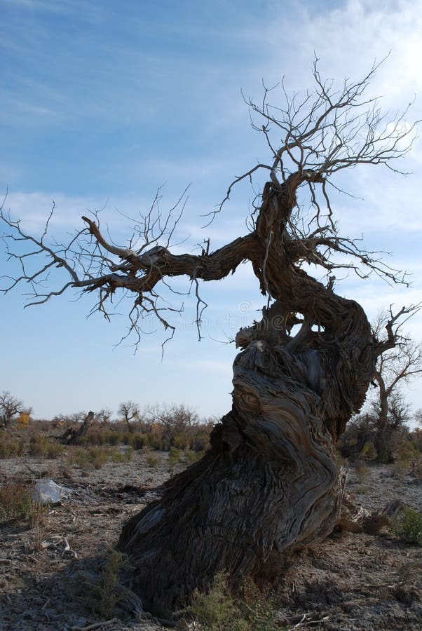 Hu yang tree3 stock photo. Image of outdoor, natural, sentiment - 6994198