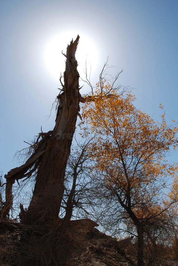 Hu yang tree7 stock image. Image of outdoor, splendor - 6994407