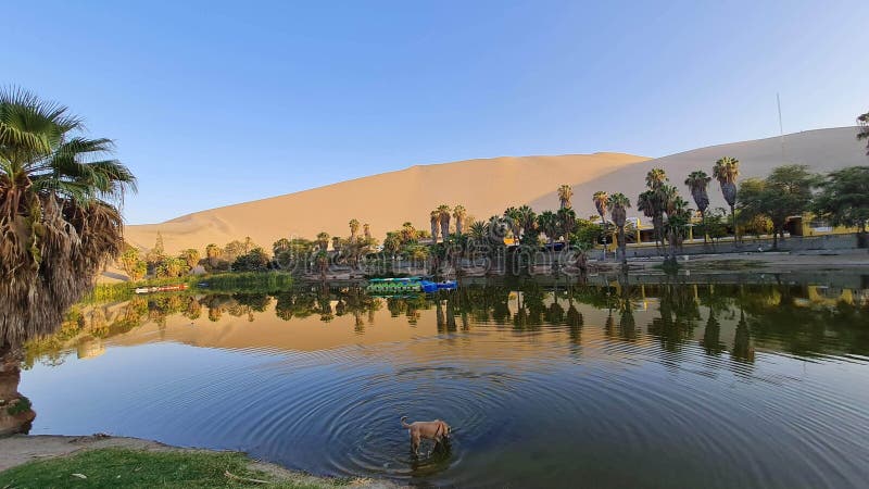Huacachina oasis stock photo. Image of mastiff, reflection - 277758992