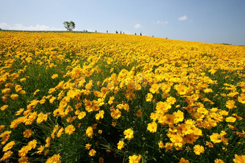 Huahai dell'Hokkaido immagine stock. Immagine di hokkaido - 10262425