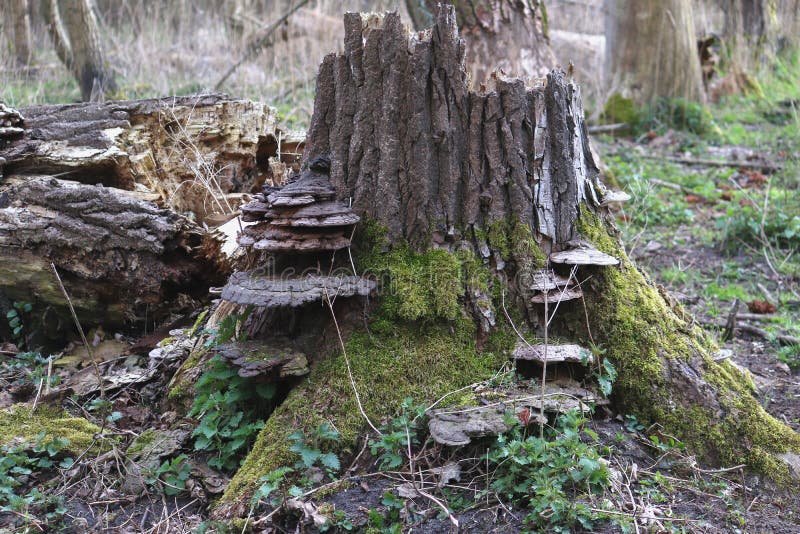 Hub growing on a tree stock photo. Image of - 220346216