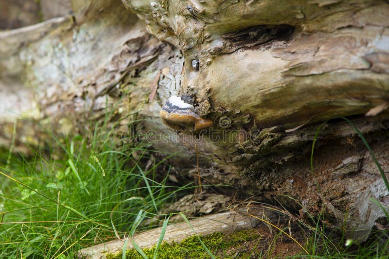 Hub Grows on a Tree, Side View Stock Photo - Image of fungus, infection ...