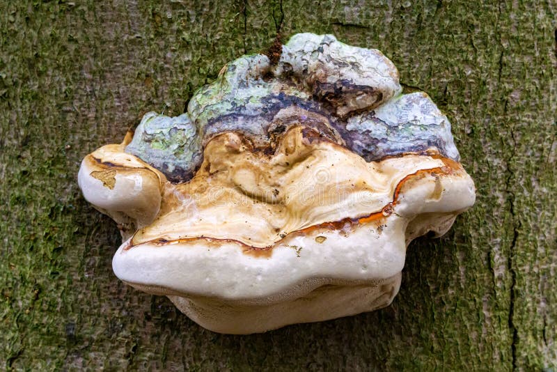 514 Huba Grzyb zdjęć stockowych - bezpłatne i z licencją Royalty Free ...