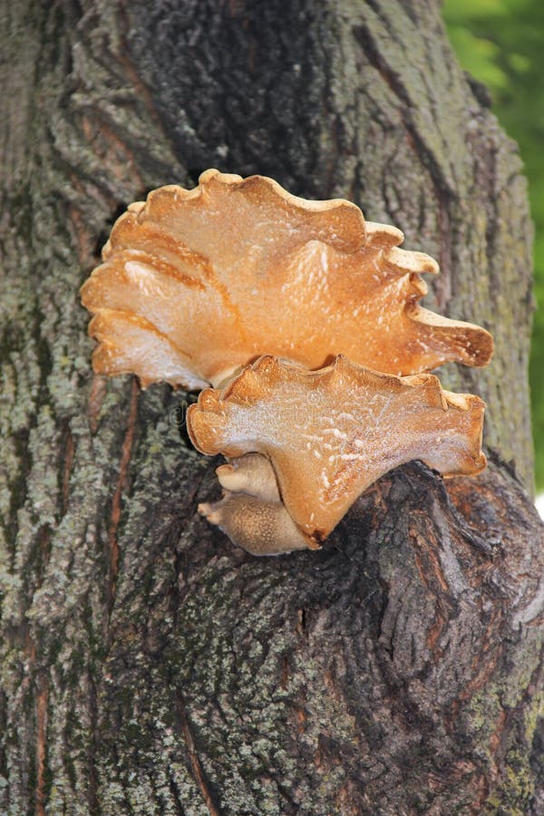 Huba grzyb na drzewie obraz stock. Obraz złożonej z przylega - 84738007
