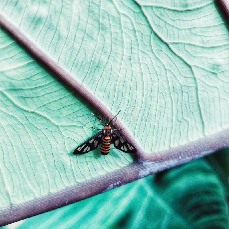 Hubner Wasp Moth, Striped Insect Stock Image - Image of striped, hubner ...