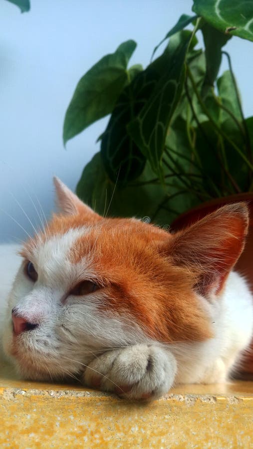 HuCat in the house stock image. Image of slumbering - 222800681