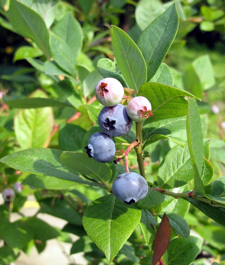 Huckleberries stock photo. Image of nature, growing, blackberries ...