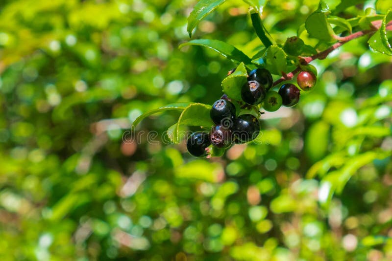 Closeup Of Huckleberries On A Bush Stock Photo - Image of bilberry ...